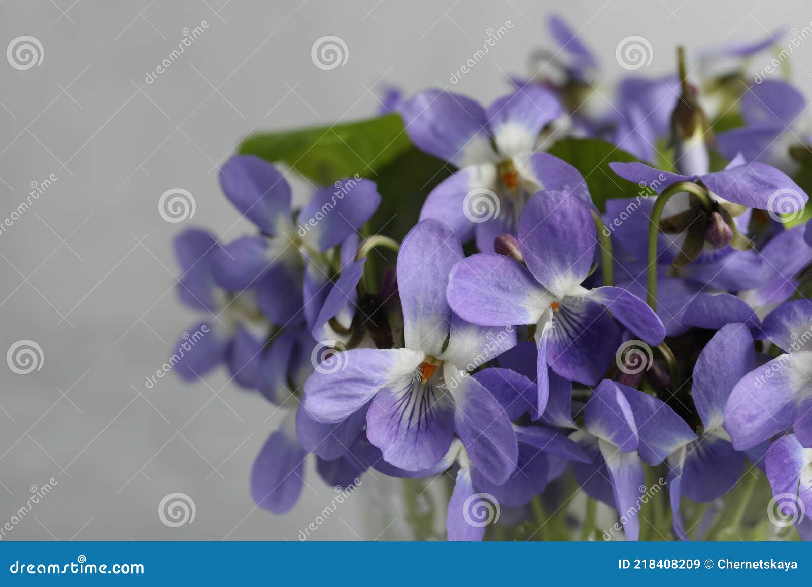 Wood Violets Stock Photography | CartoonDealer.com #42605354
