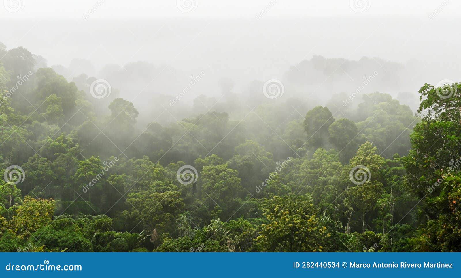 Beautiful Wooded Area Full of Mist Stock Photo - Image of sunshine ...