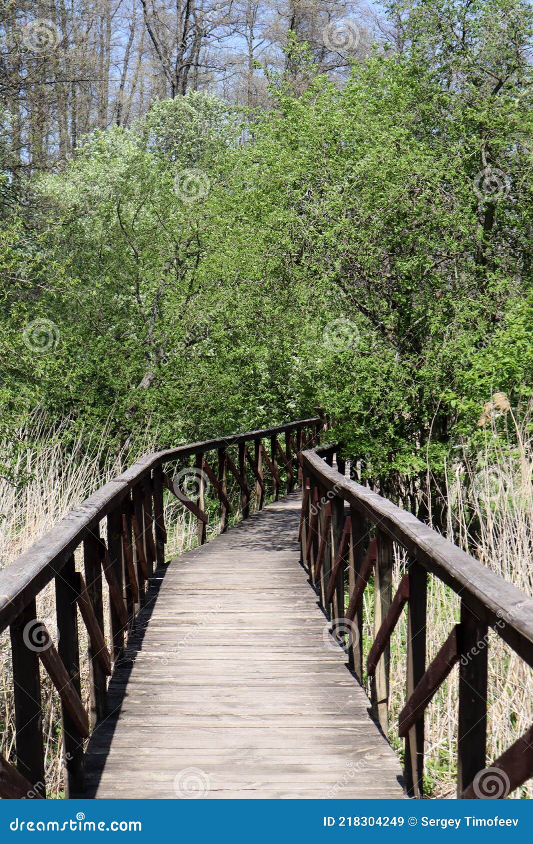 Beautiful Wooden Path Bridge in the Spring Forest in National Park ...