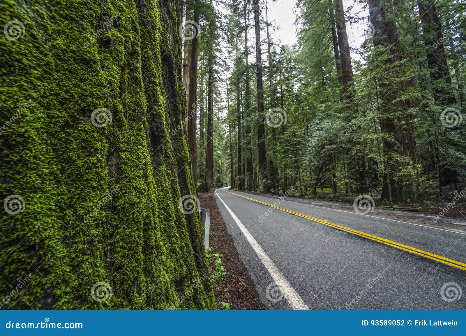 The Beautiful Woods and Nature of Oregon Stock Photo - Image of ...