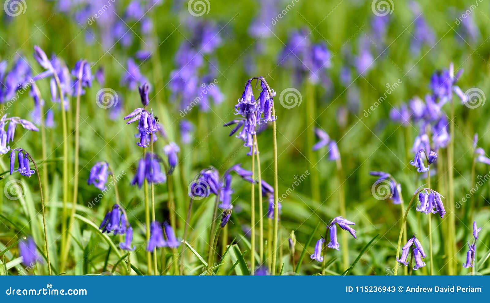 Bluebells in Spring stock image. Image of green, europe - 115236943