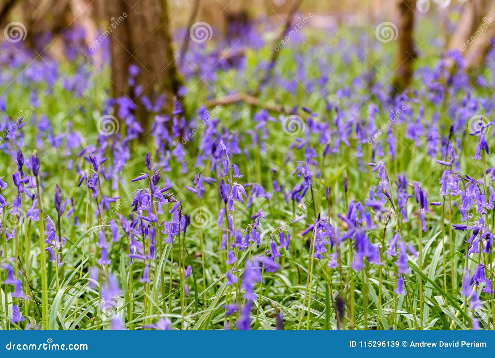 Bluebells in Spring stock image. Image of landscape - 115296139