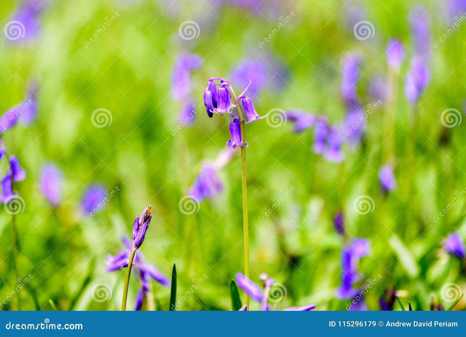 Bluebells in Spring stock image. Image of forest, natural - 115296179