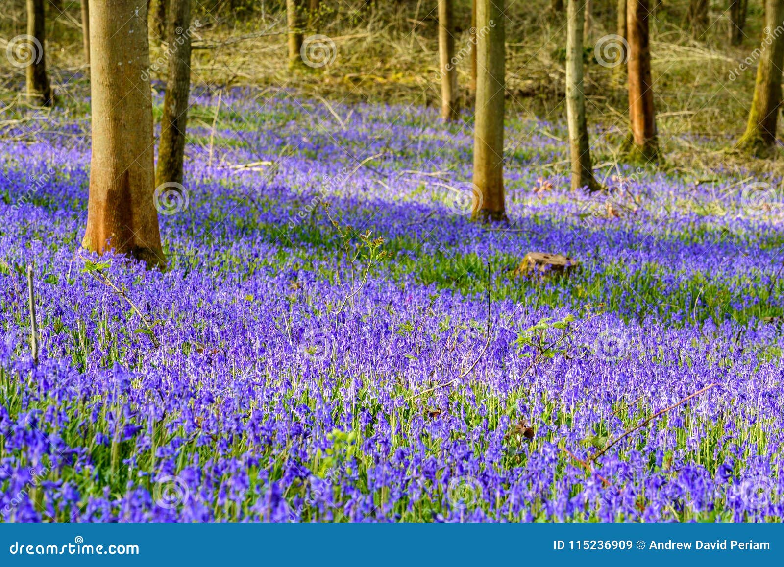 Bluebells in Spring stock image. Image of background - 115236909