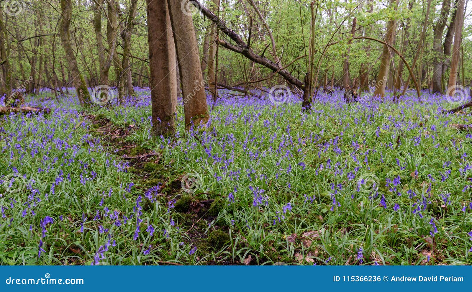 Bluebells in Spring stock photo. Image of bloom, blossom - 115366236