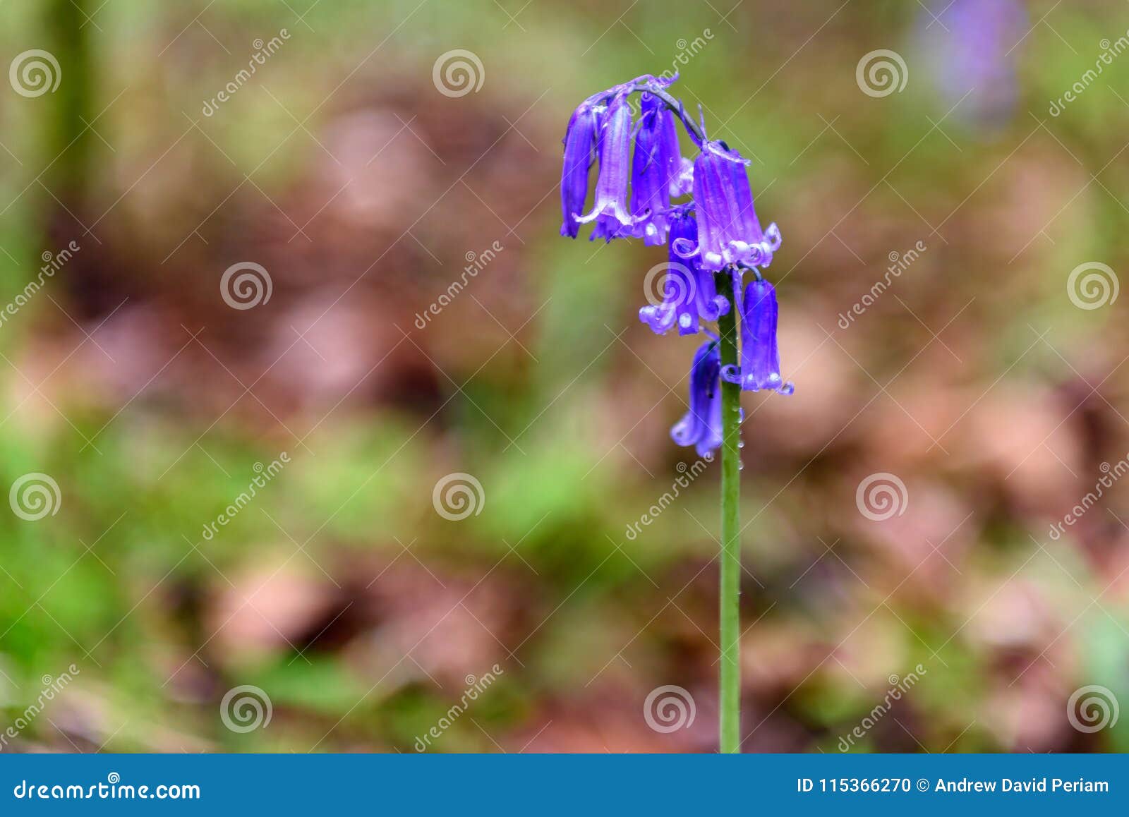 Bluebells in Spring stock photo. Image of bells, countryside - 115366270