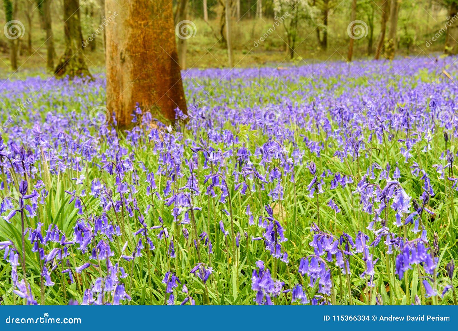 Bluebells in Spring stock photo. Image of nature, outdoors - 115366334