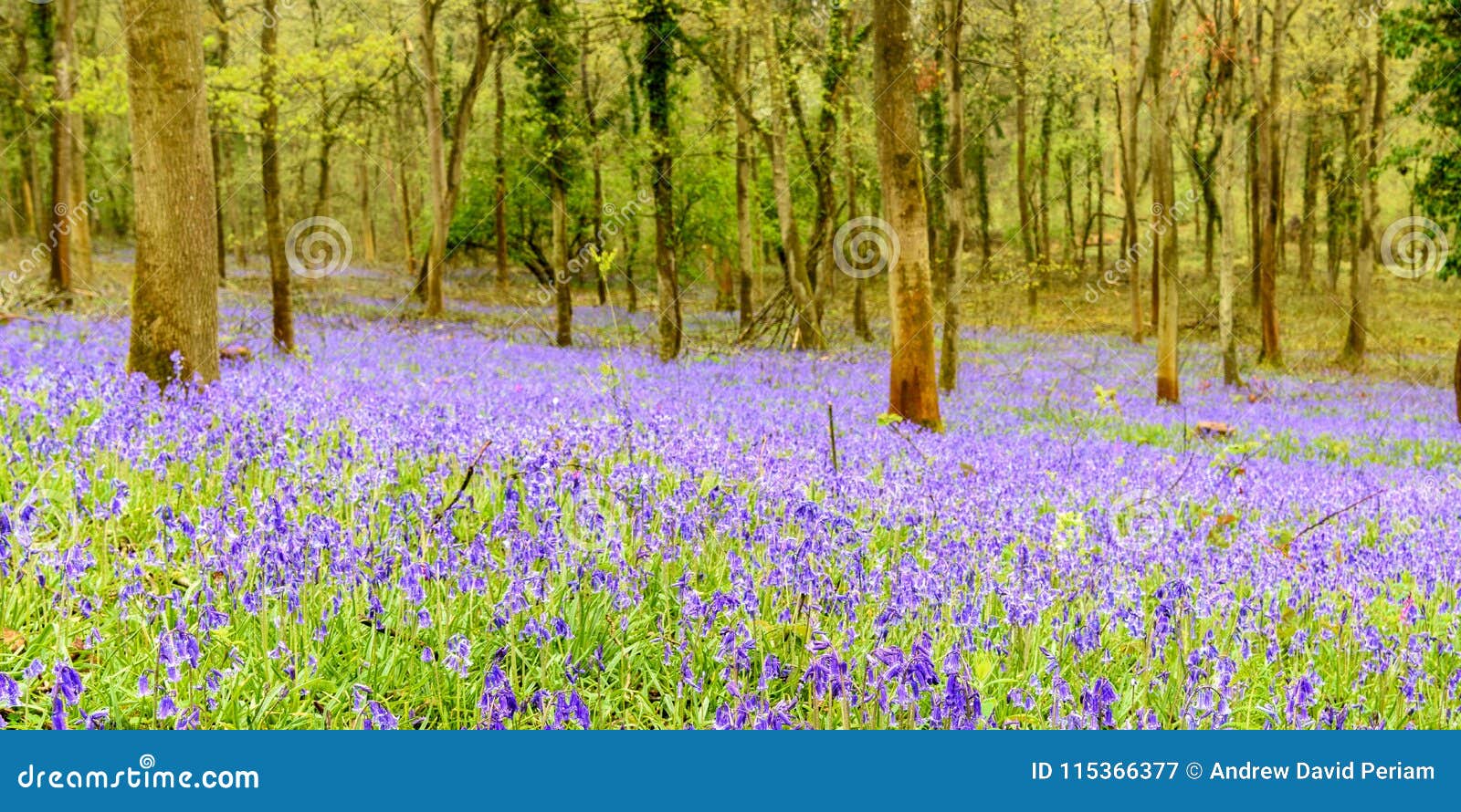 Bluebells in Spring stock image. Image of bluebell, colorful - 115366377