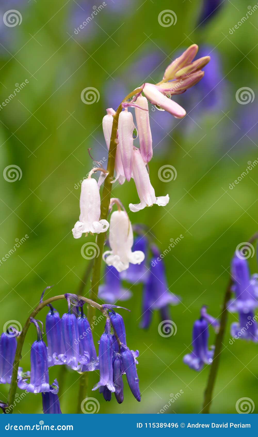 Bluebells in Spring stock photo. Image of natural, landscape - 115389496