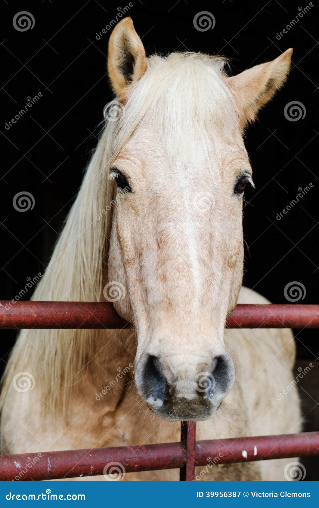 Beautiful Work Horse stock image. Image of fence, work - 39956387