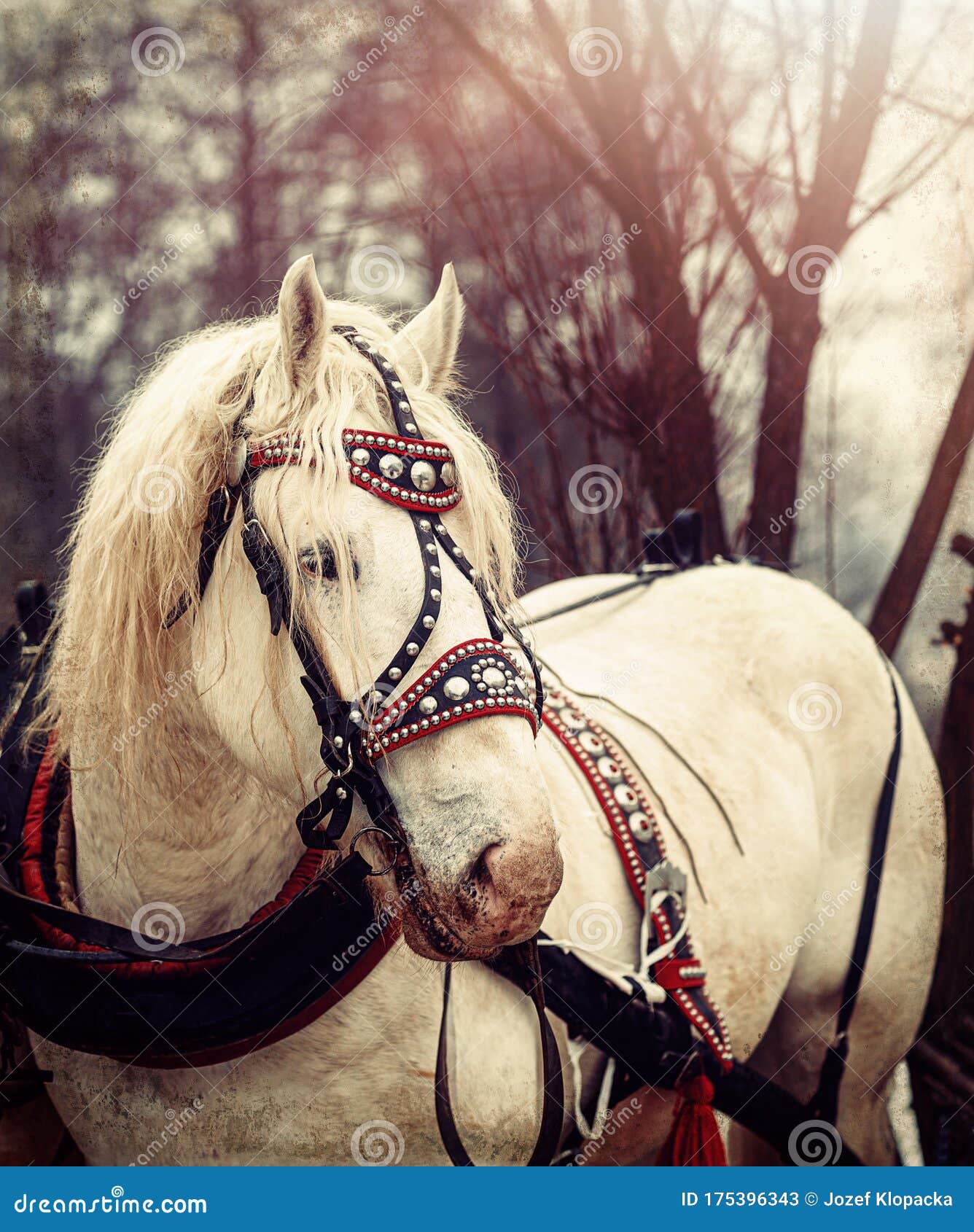Beautiful Work Horse in Nature. Stock Image - Image of huge, country ...
