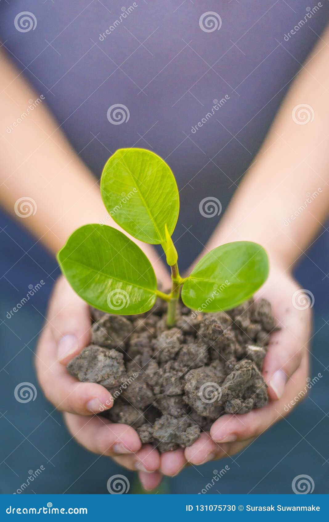 Beautiful World with Our Hands. Trees with Money, Saving Money and ...