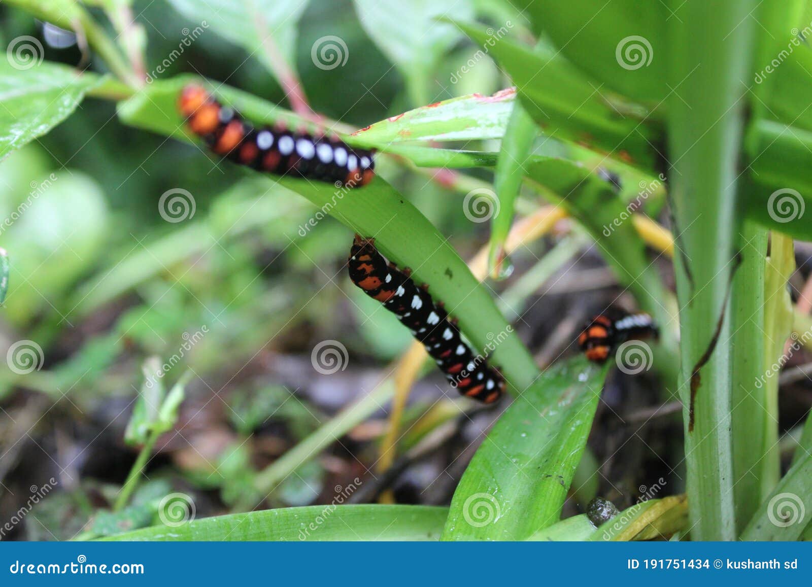 Beautiful Worm of Butterfly Stock Photo - Image of moth, leaf: 191751434