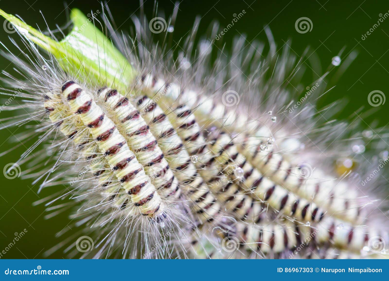 Beautiful worm. stock image. Image of group, green, asia - 86967303