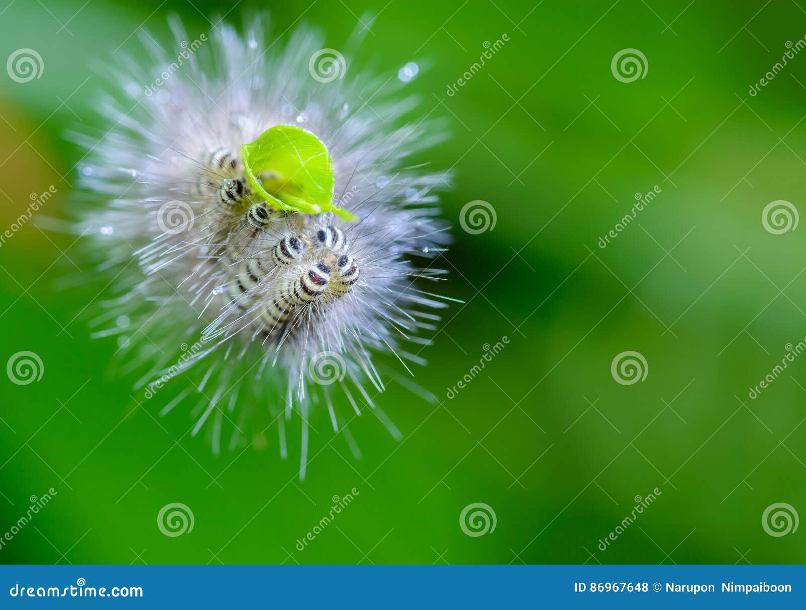 Beautiful worm. stock photo. Image of jungle, assemble - 86967648