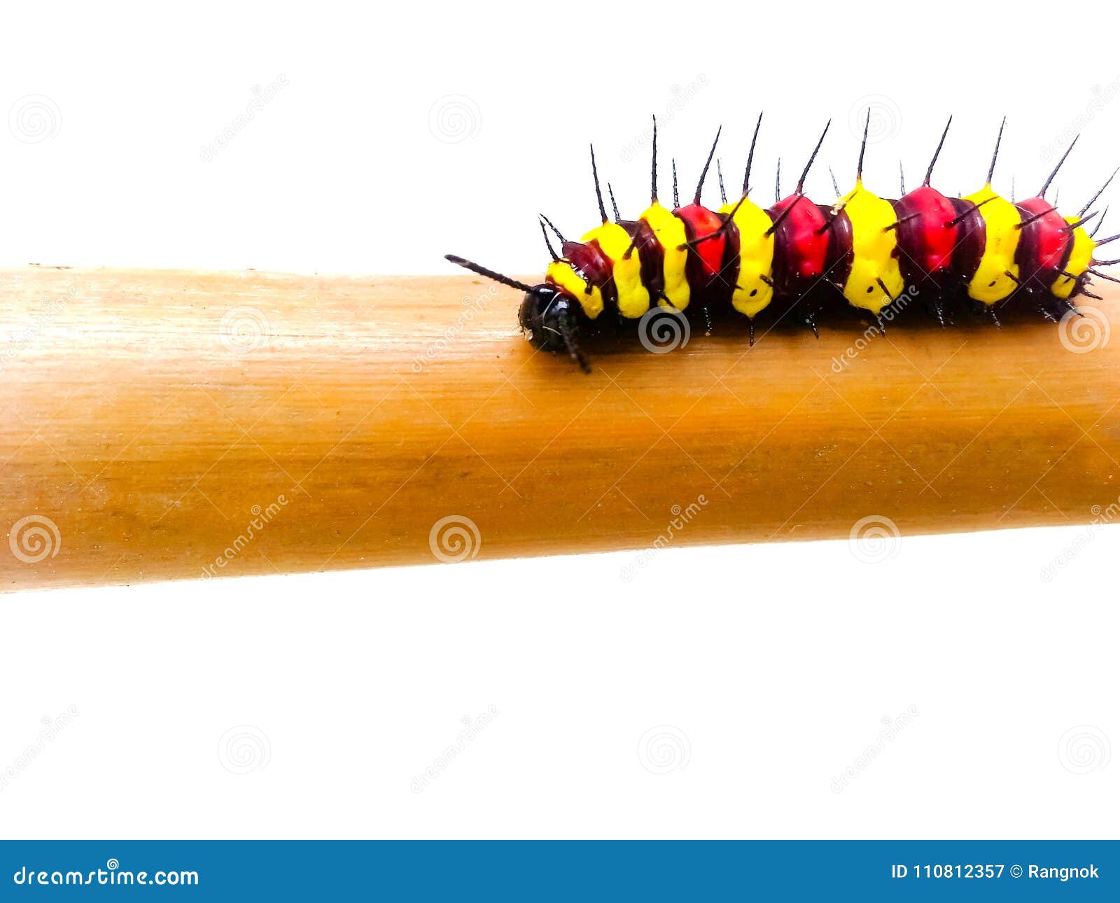 Beautiful worm stock image. Image of worm, colorful - 110812357