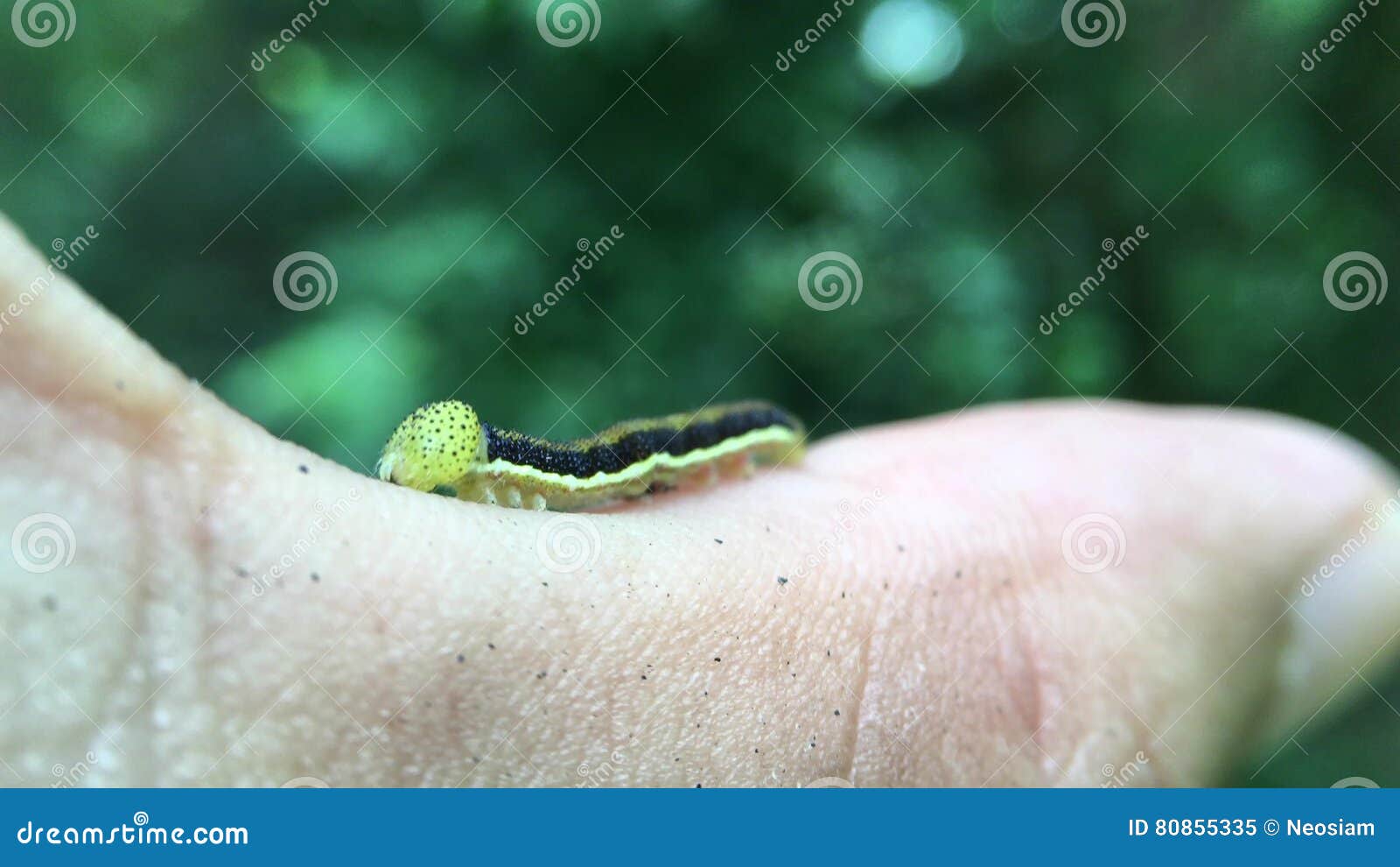 Beautiful Worm Stock Footage & Videos - 844 Stock Videos