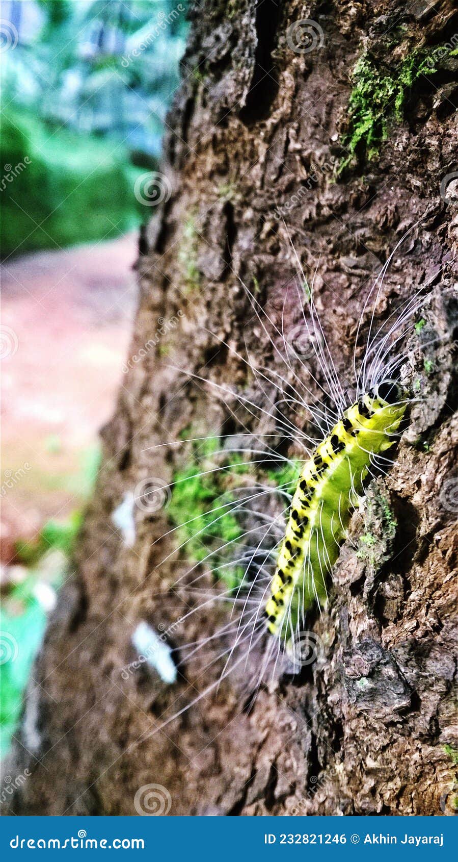 A Beautiful Worm on the Tree Stock Photo - Image of green, beautiful ...