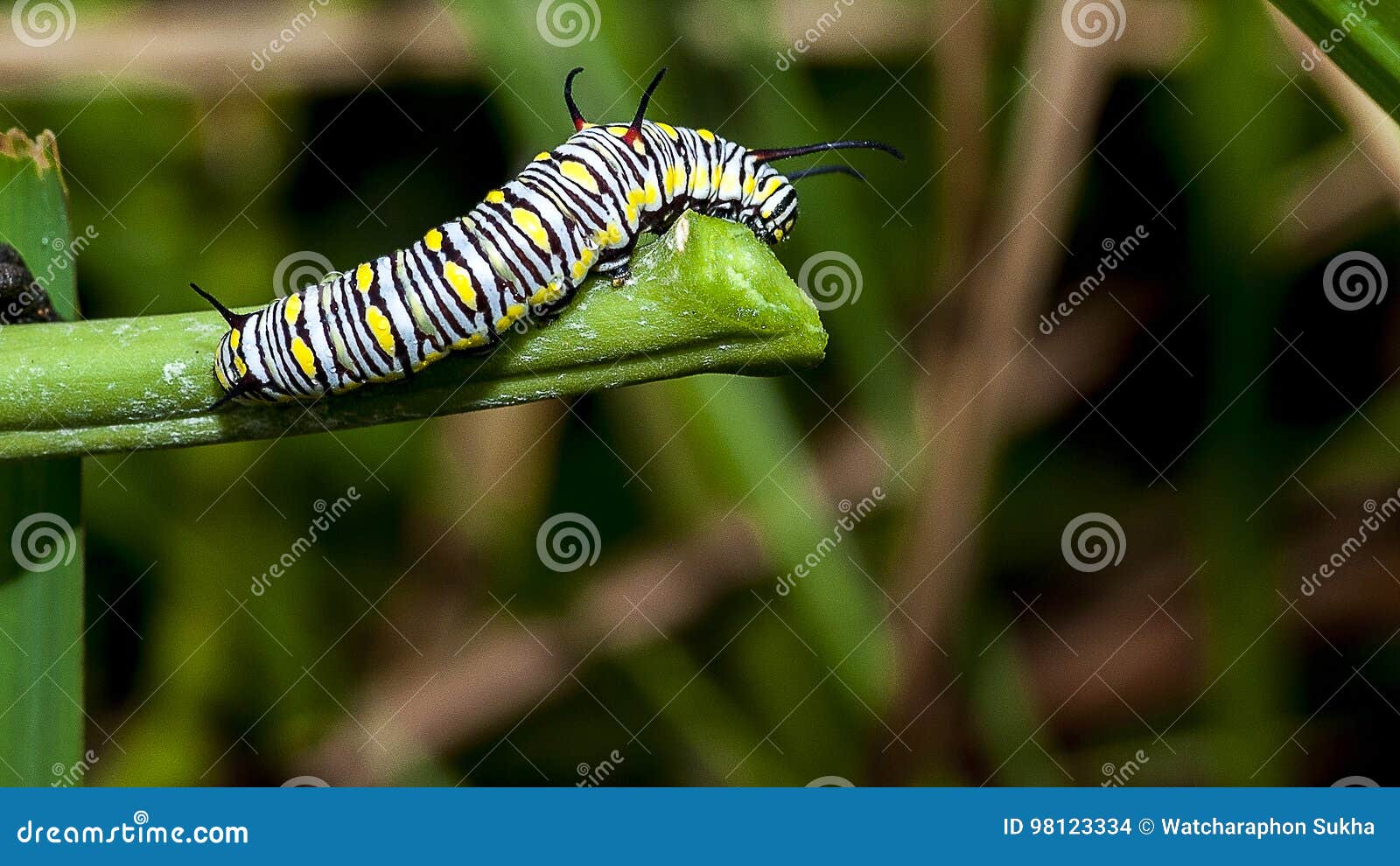 Beautiful worm stock photo. Image of exotic, scary, huge - 98123334