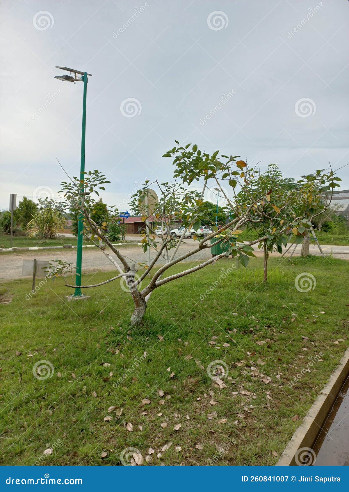 Beautiful yard on mess stock image. Image of plantation - 260841007