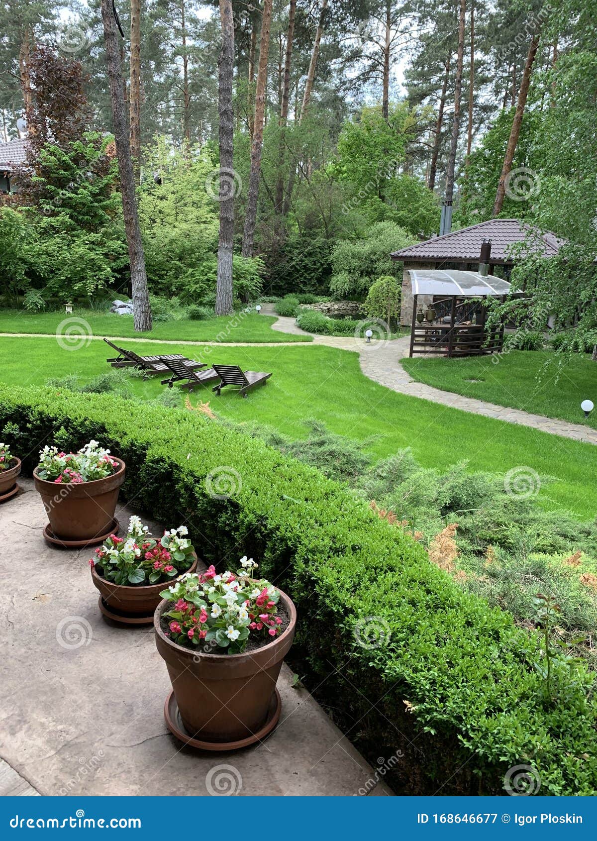 Beautiful Yard with Pine Trees Stock Image - Image of environment ...