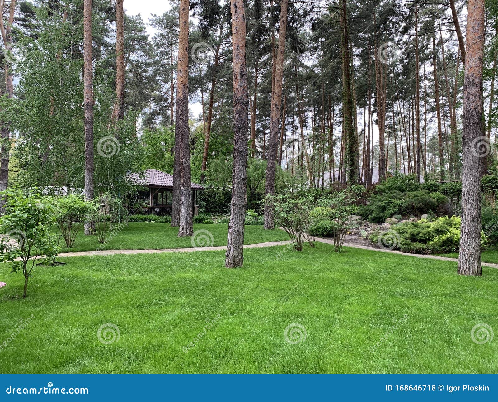 Beautiful Yard with Pine Trees Stock Photo - Image of border, fresh ...