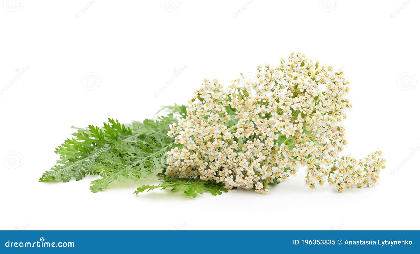 Beautiful yarrow flowers stock image. Image of flower - 196353835