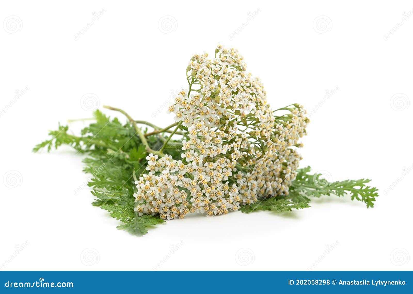 Beautiful yarrow flowers stock photo. Image of botany - 202058298