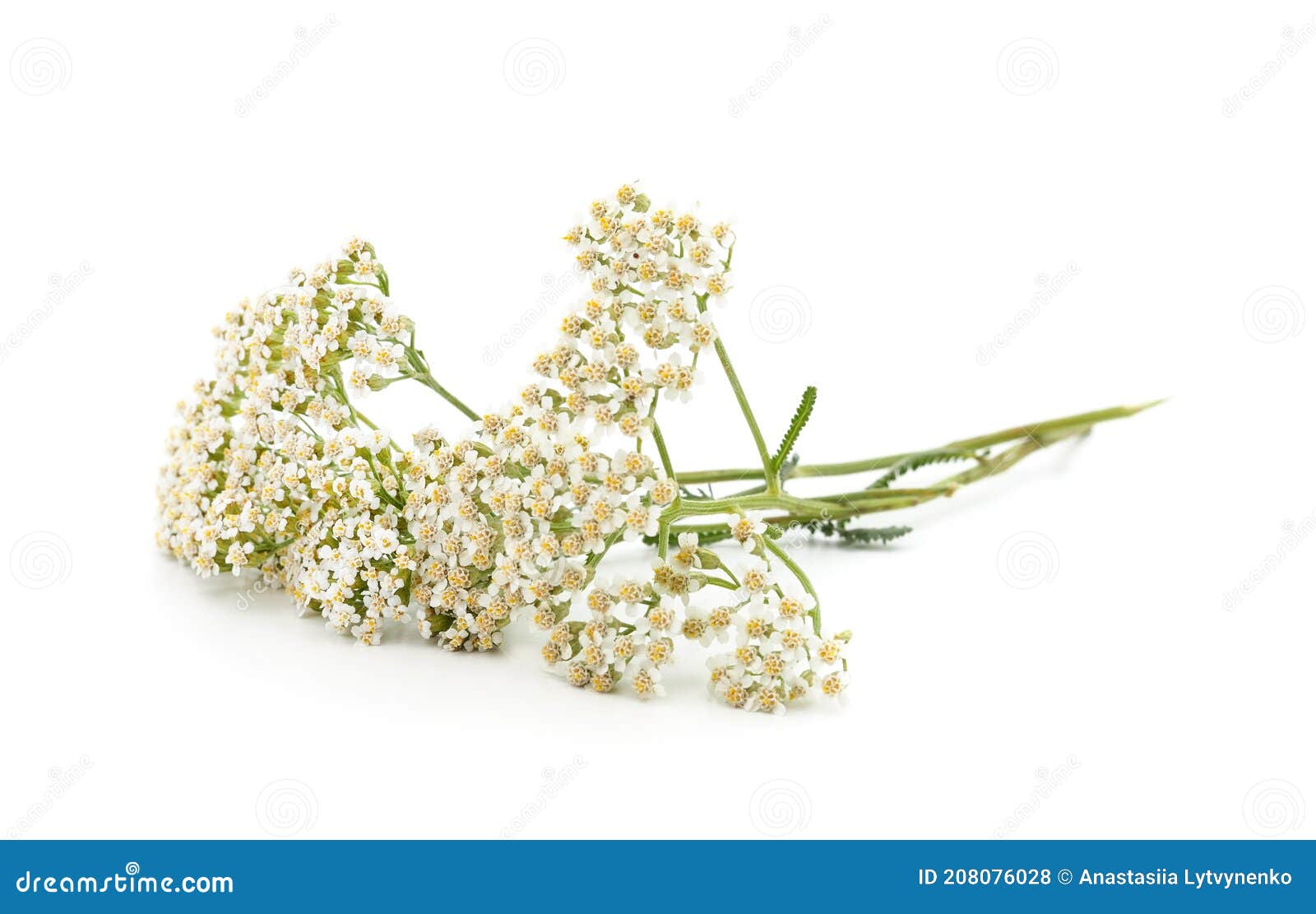 Beautiful yarrow flowers stock photo. Image of biology - 208076028