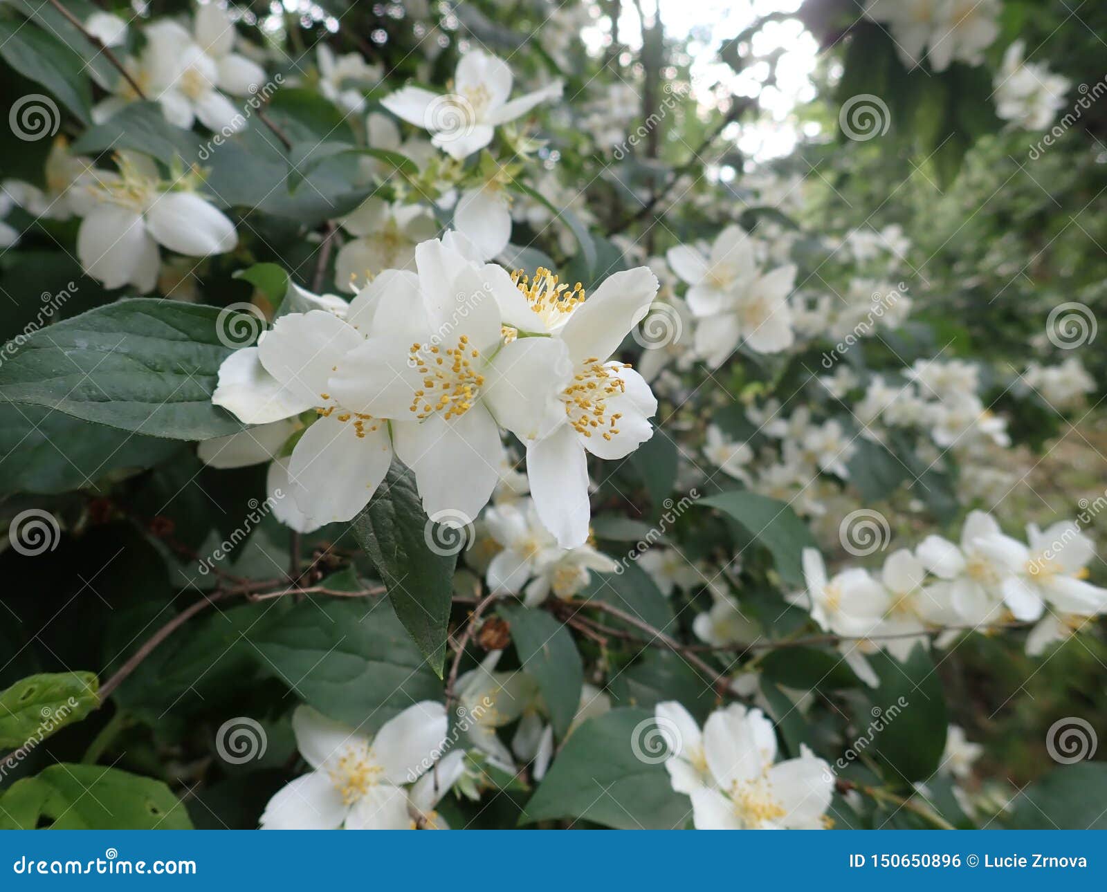 Beautiful Yasmine Tree in a White Blossom Stock Photo - Image of ...