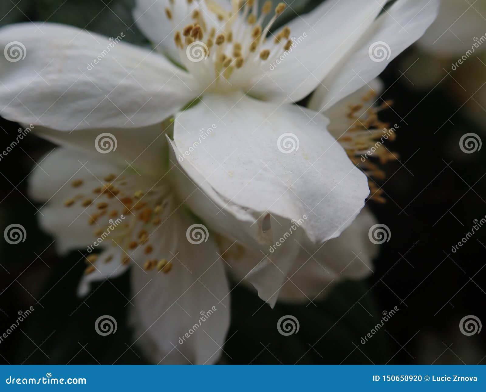 Beautiful Yasmine Tree in a White Blossom Stock Photo - Image of clear ...