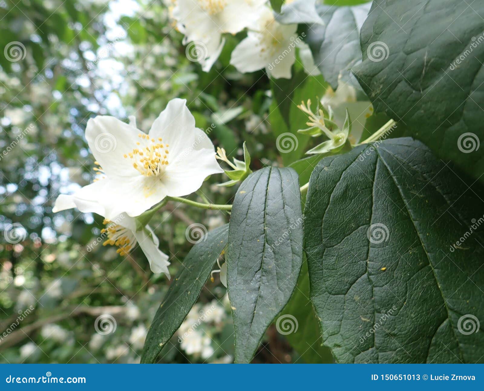 Beautiful Yasmine Tree in a White Blossom Stock Image - Image of ...
