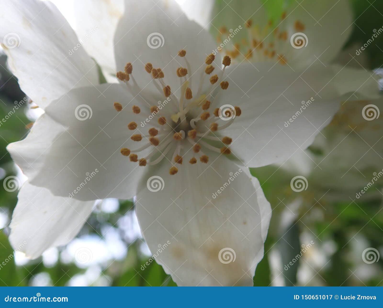 Beautiful Yasmine Tree in a White Blossom Stock Image - Image of botany ...