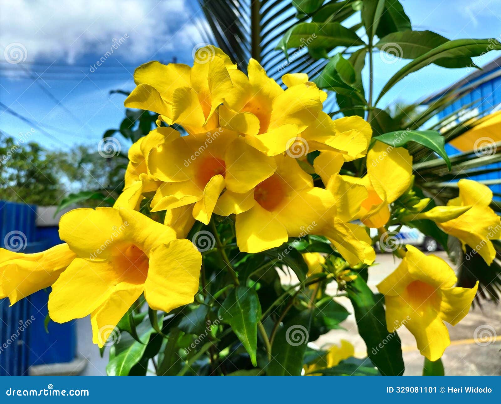 Beautiful Yellow Allamanda Flowers at Front Garden Stock Image - Image ...
