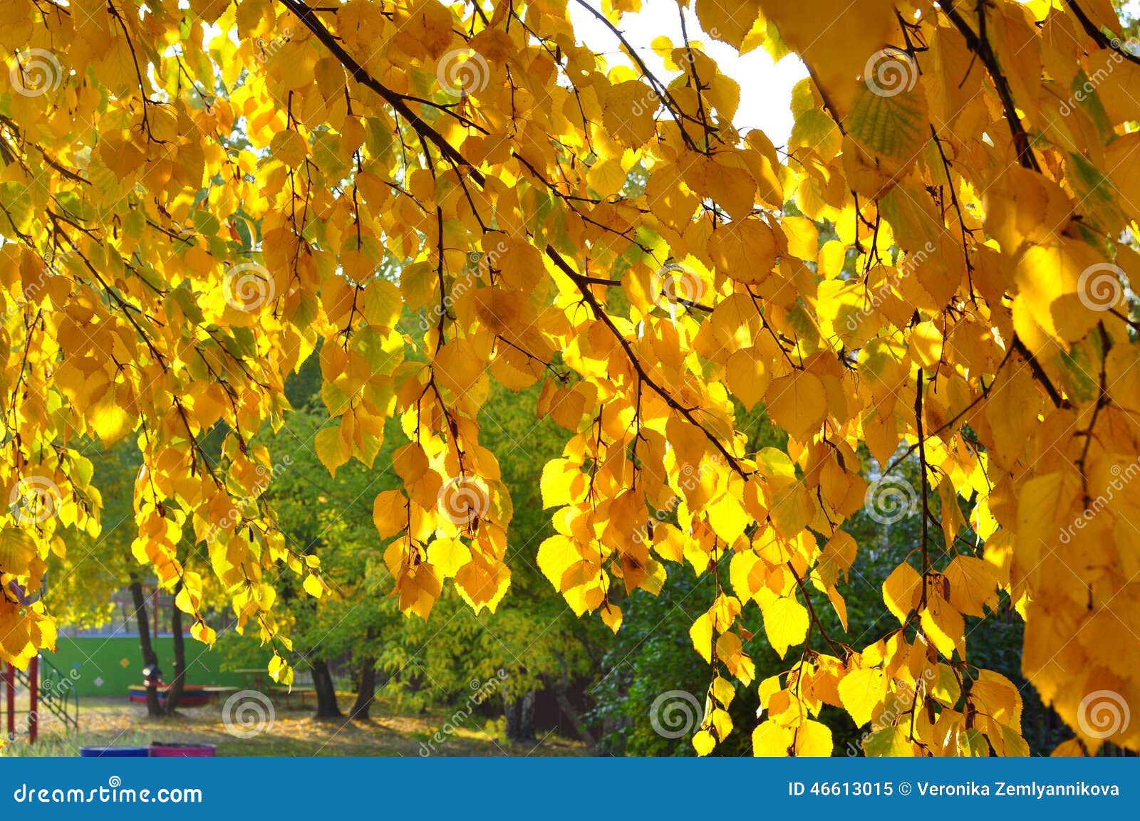Beautiful Yellow Autumn Leaves on a Tree. Stock Image - Image of bright ...