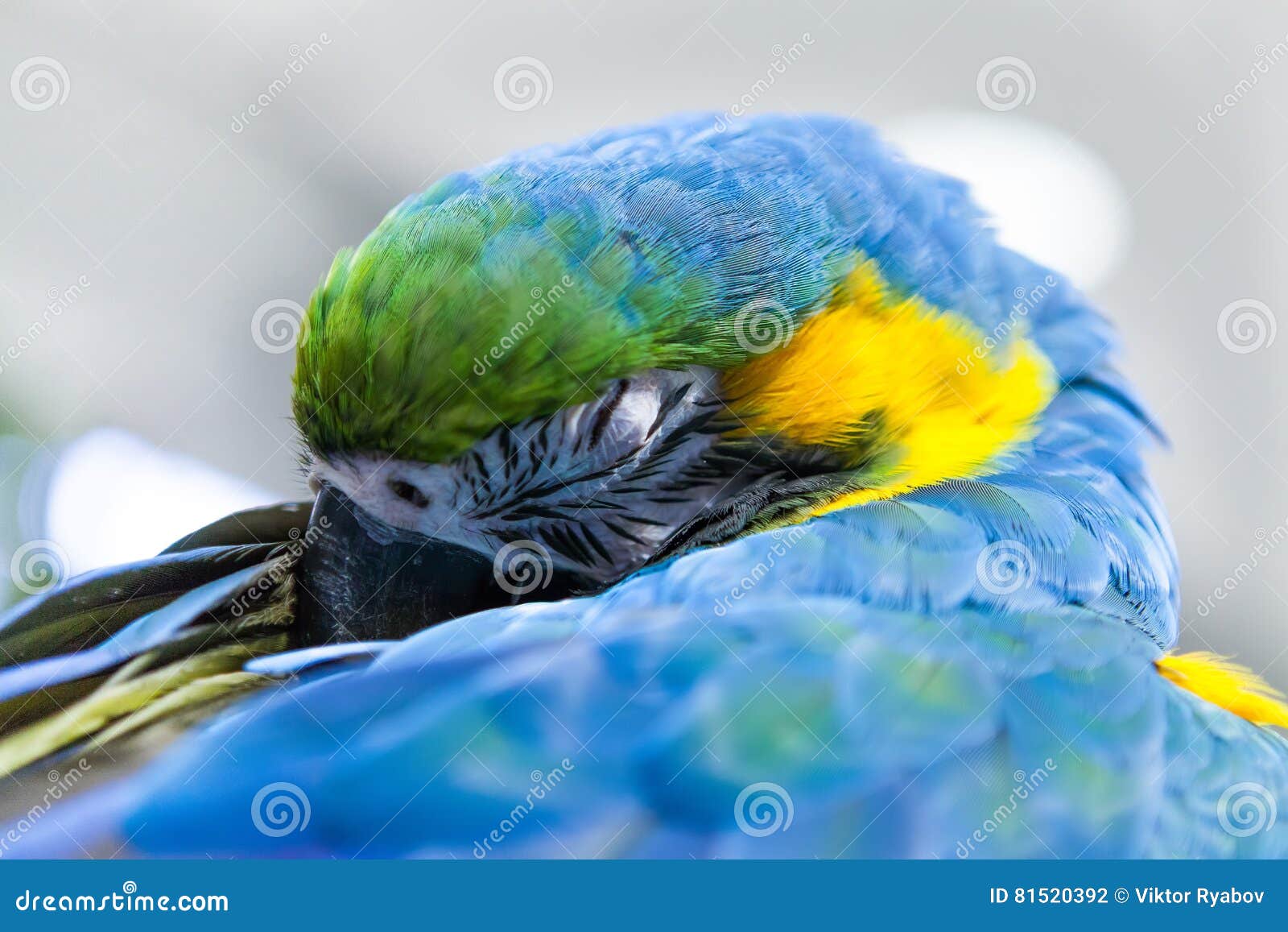 Parrot Sleeping Stock Image | CartoonDealer.com #106639711