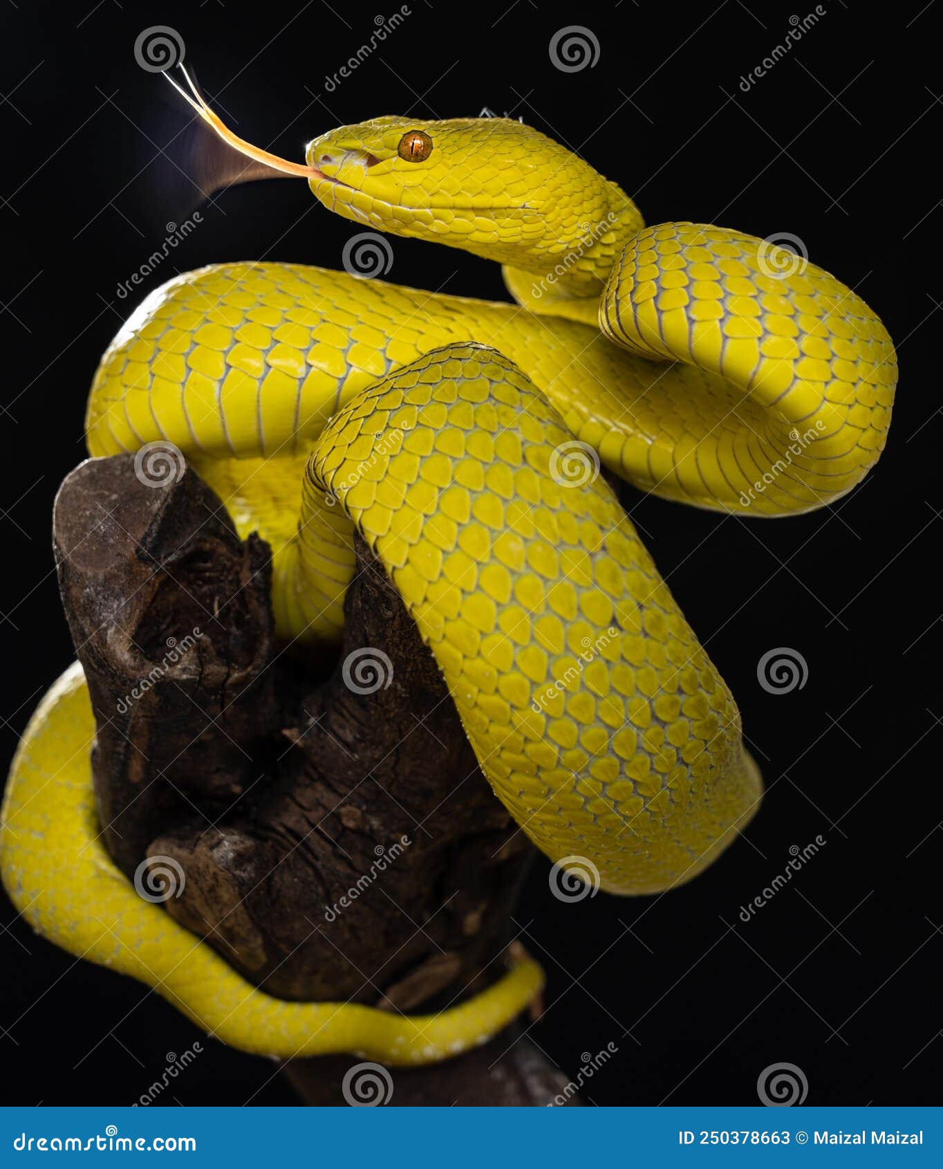 Black Viper Snake Wallpaper