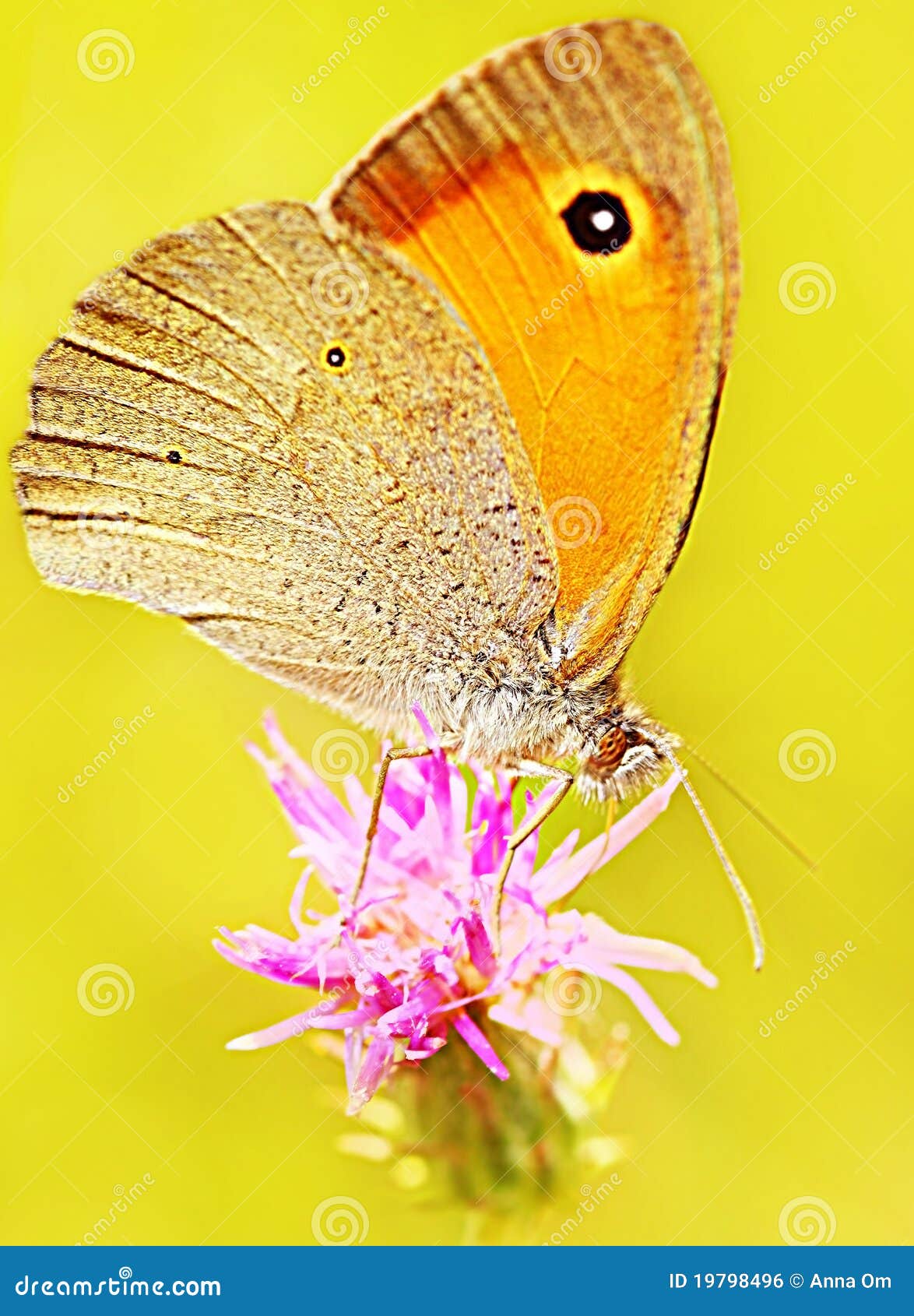 Beautiful yellow butterfly stock photo. Image of color - 19798496