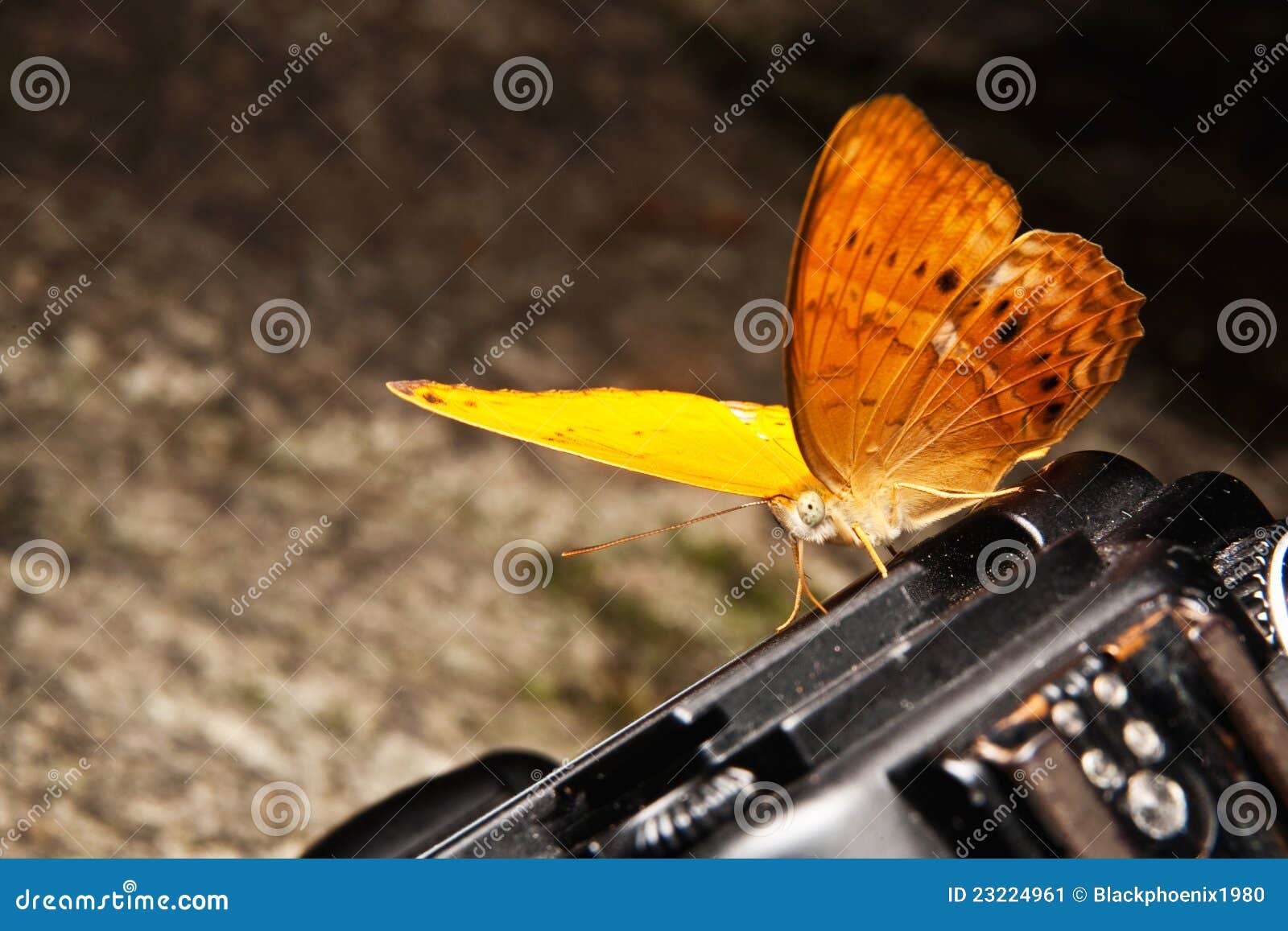 Beautiful yellow butterfly stock image. Image of beautiful - 23224961