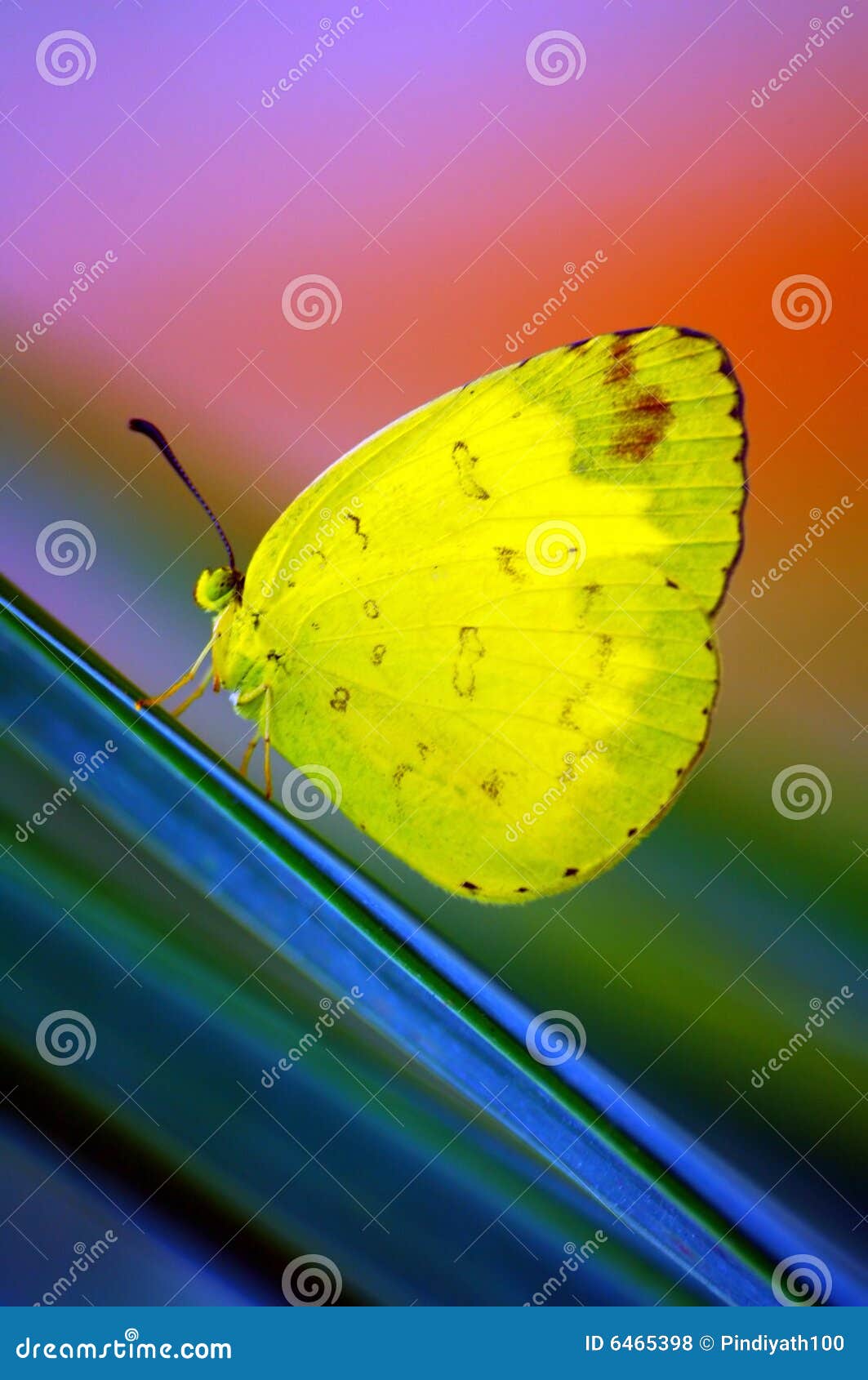 Yellow Butterfly On Green Leaf Royalty-Free Stock Image | CartoonDealer ...