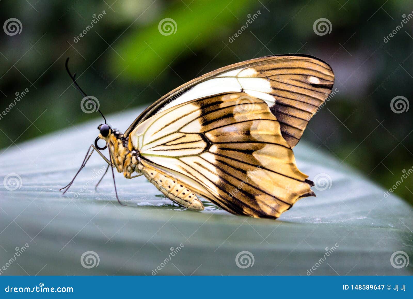 Beautiful Yellow Butterfly on a Leaf Stock Image - Image of flora ...