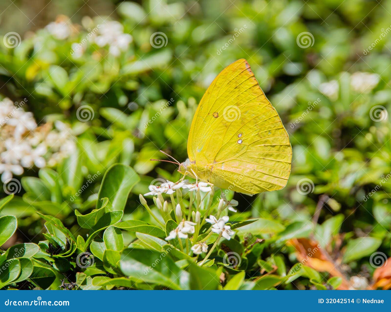 Beautiful Yellow Butterfly. Stock Photo - Image of black, plant: 32042514