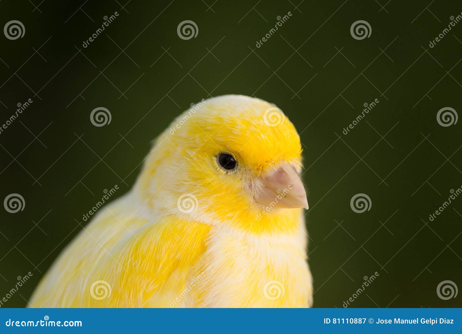 Beautiful yellow canary stock image. Image of serinus - 81110887