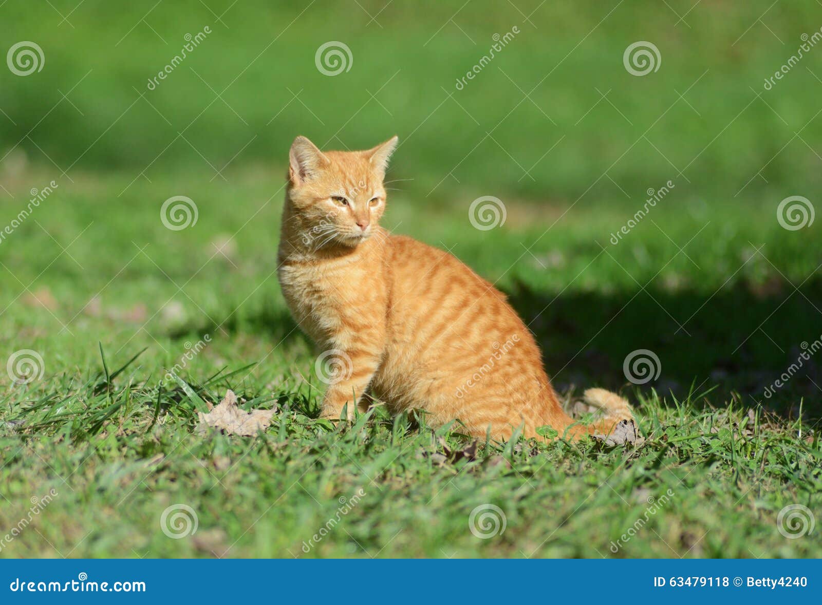 Beautiful Yellow Cat Walking through Green Grass. Stock Photo - Image ...