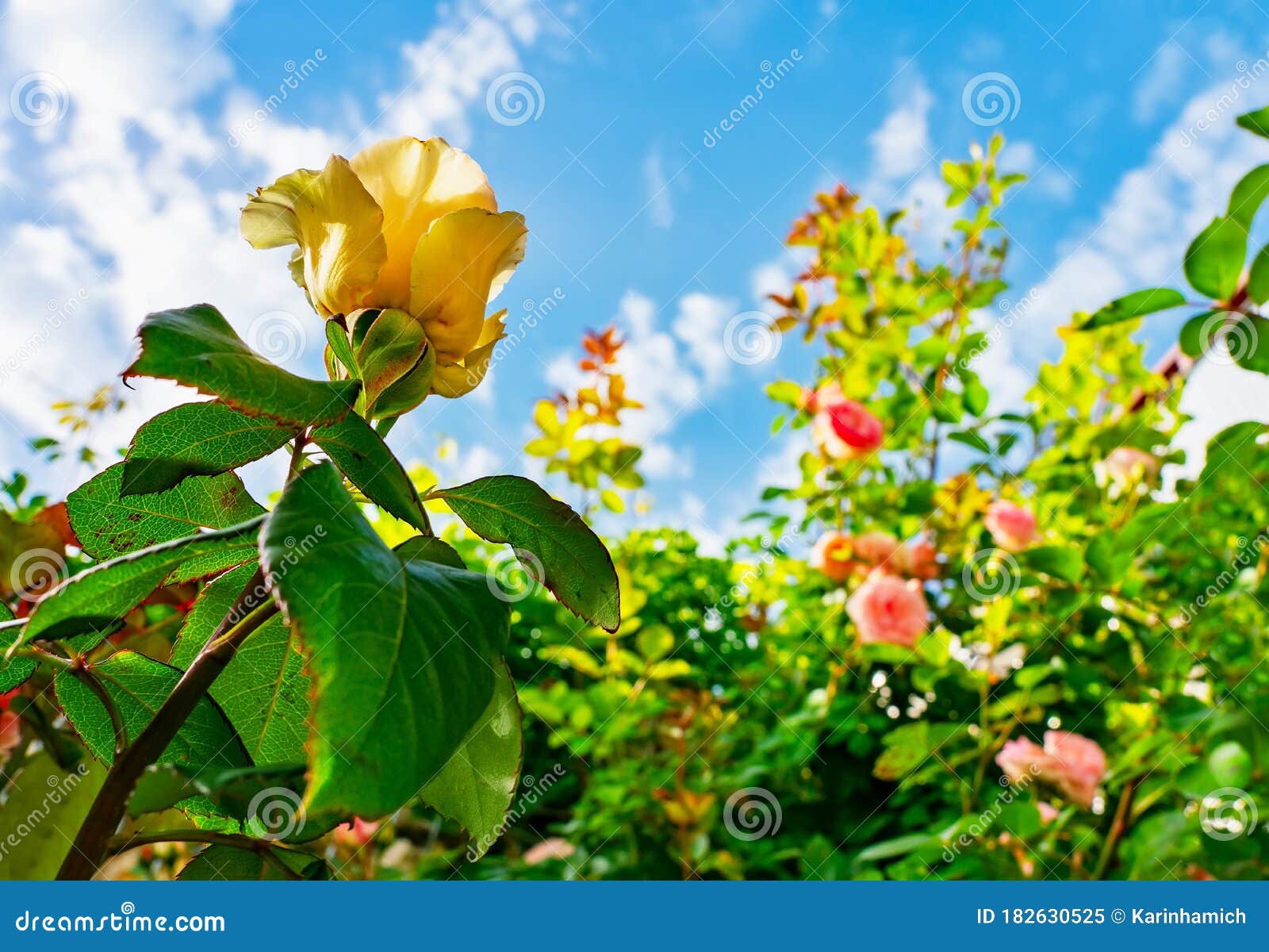 Beautiful Yellow Climbing Roses with Blue Sky Background Stock Image ...