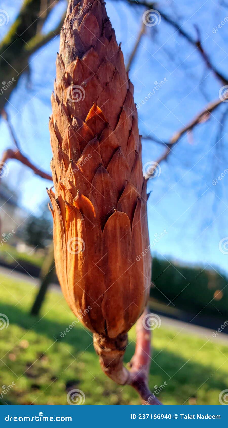 A Beautiful Yellow Color Tree . Stock Photo - Image of nature, color ...