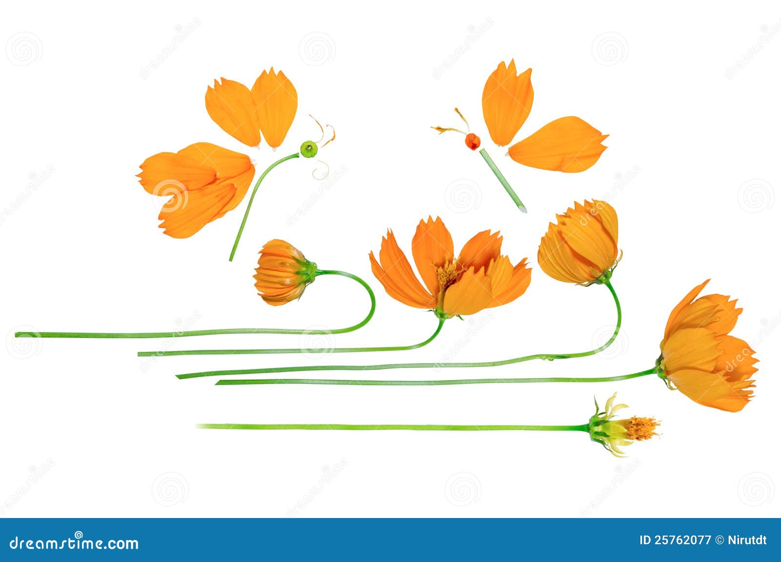 Beautiful Yellow Cosmos Flower Stock Illustration - Illustration of ...