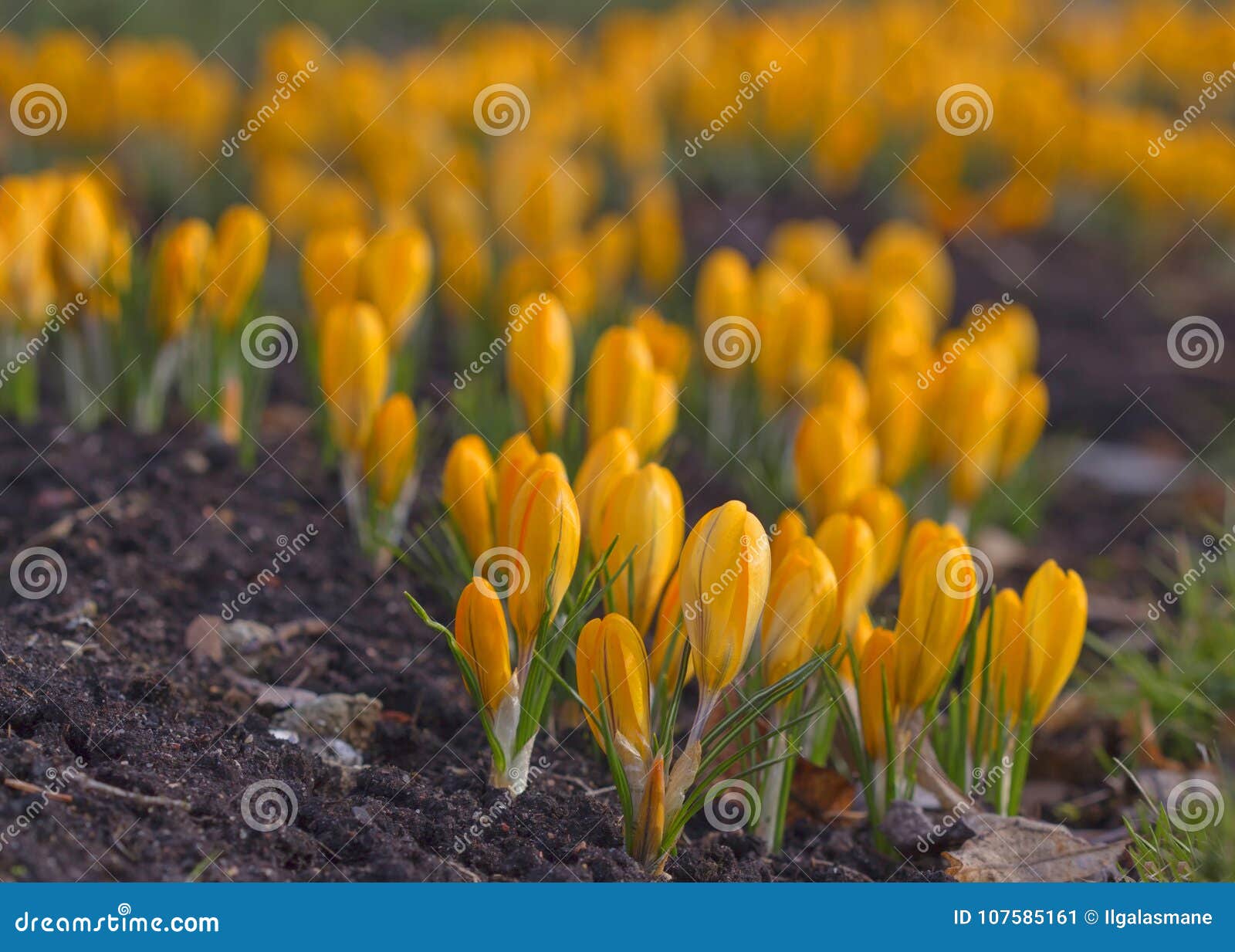 Rocus Background Photos - Free & Royalty-Free Stock Photos from Dreamstime