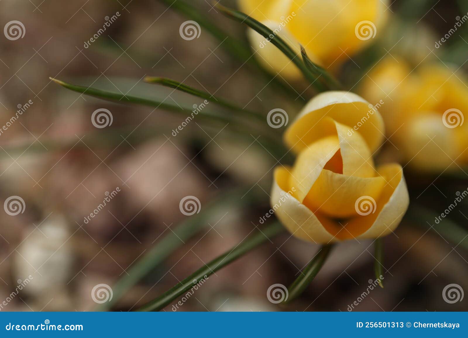 Beautiful Yellow Crocus Flower Growing in Garden, Top View Stock Image ...