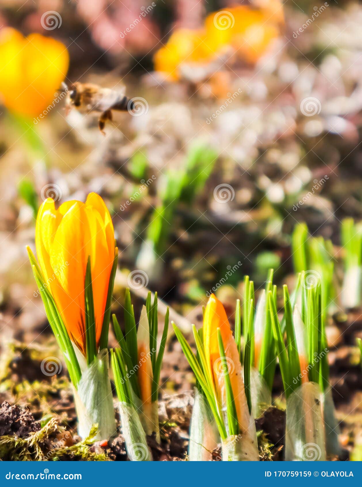 Beautiful Yellow Crocus Flowers with Bee in Spring Garden Stock Image ...